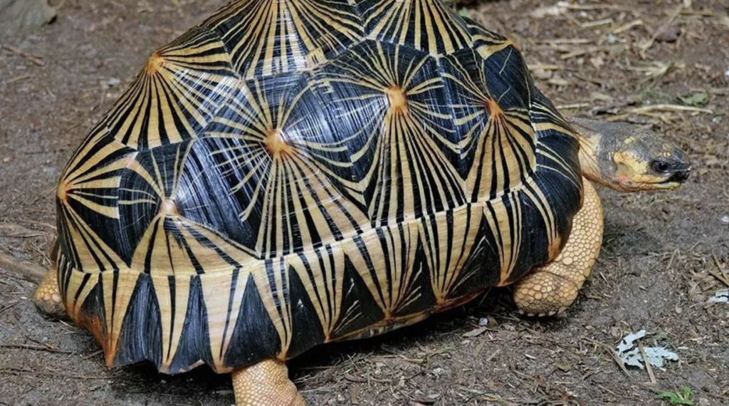 Ancient Mathematical Puzzles: Magic Squares and Hexagonal Tortoises ...